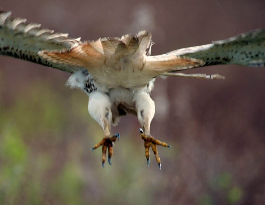 Red-Tailed Hawk Legs and Talons - Bob Rehak Photography