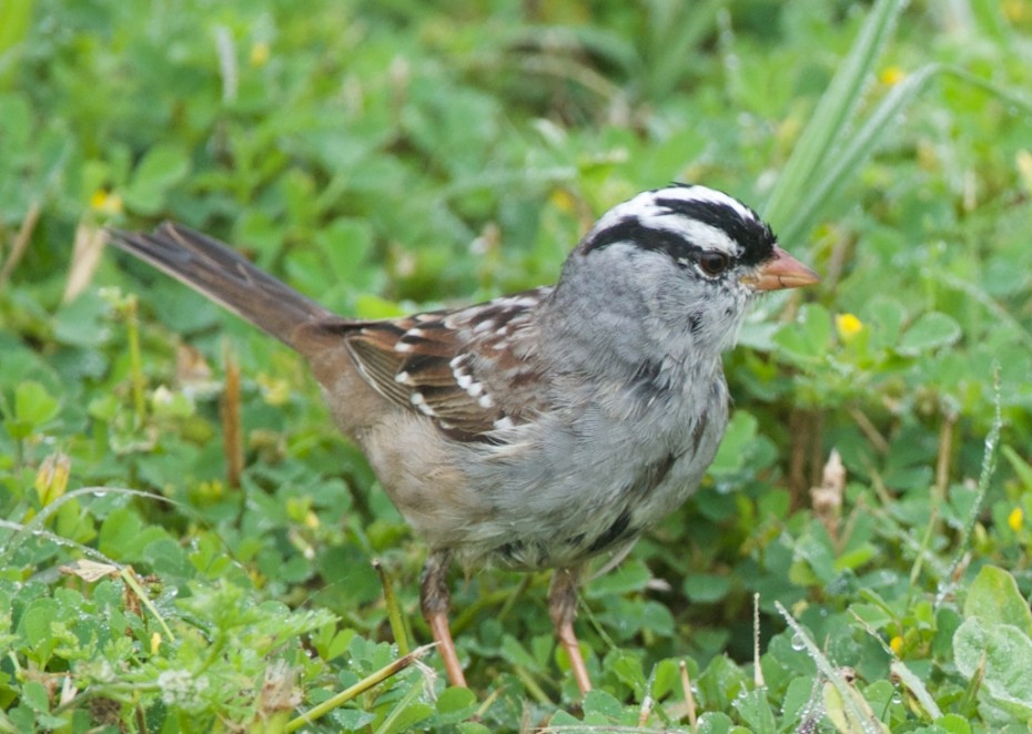 White-Crowned Sparrow - Bob Rehak Photography