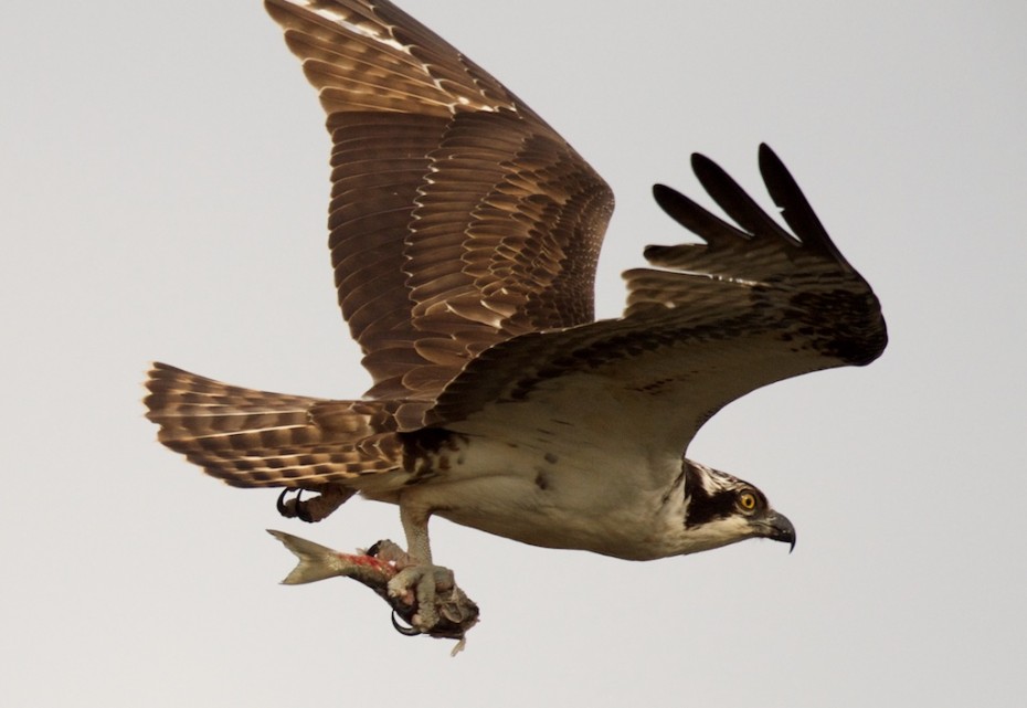 Osprey on the Wing - Bob Rehak Photography