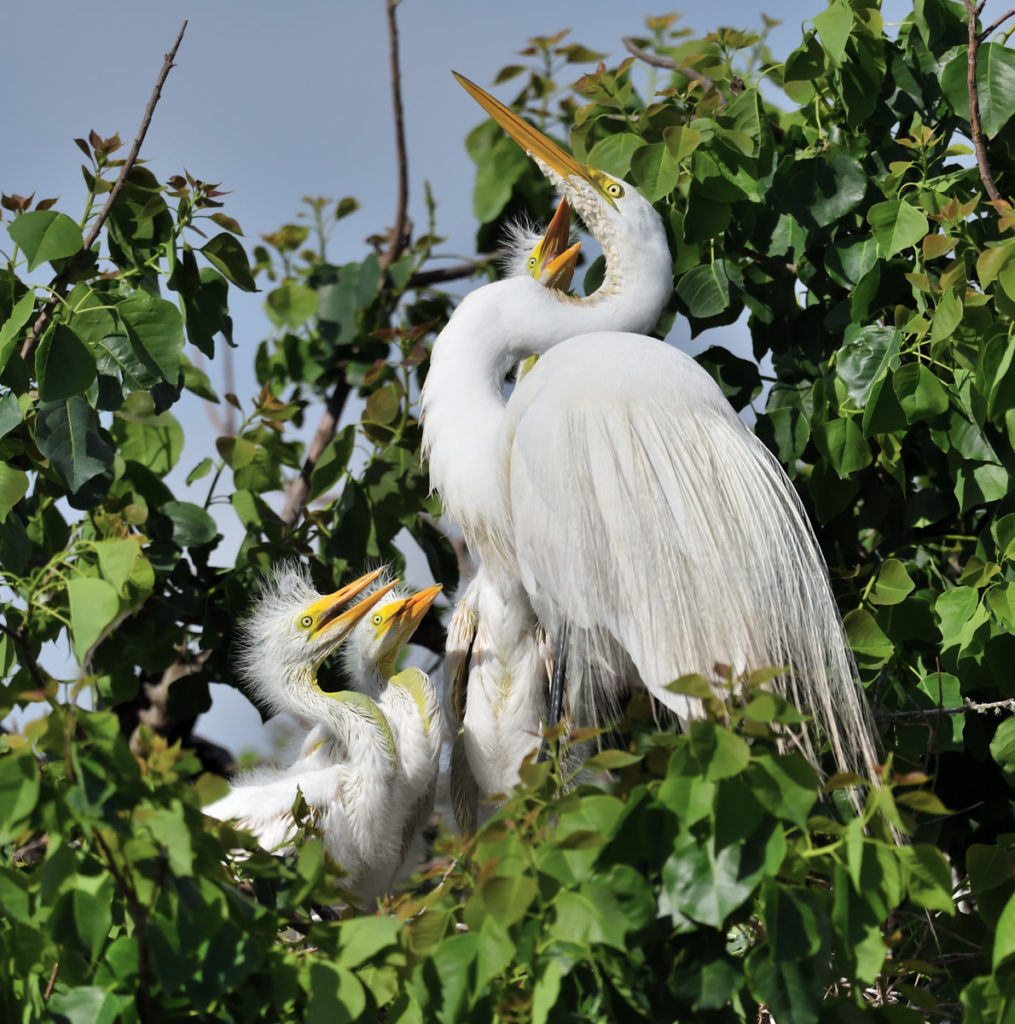 Egret Chicks Feeding - Bob Rehak Photography