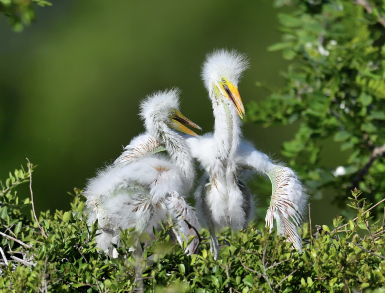 Great Egret Chicks - Bob Rehak Photography